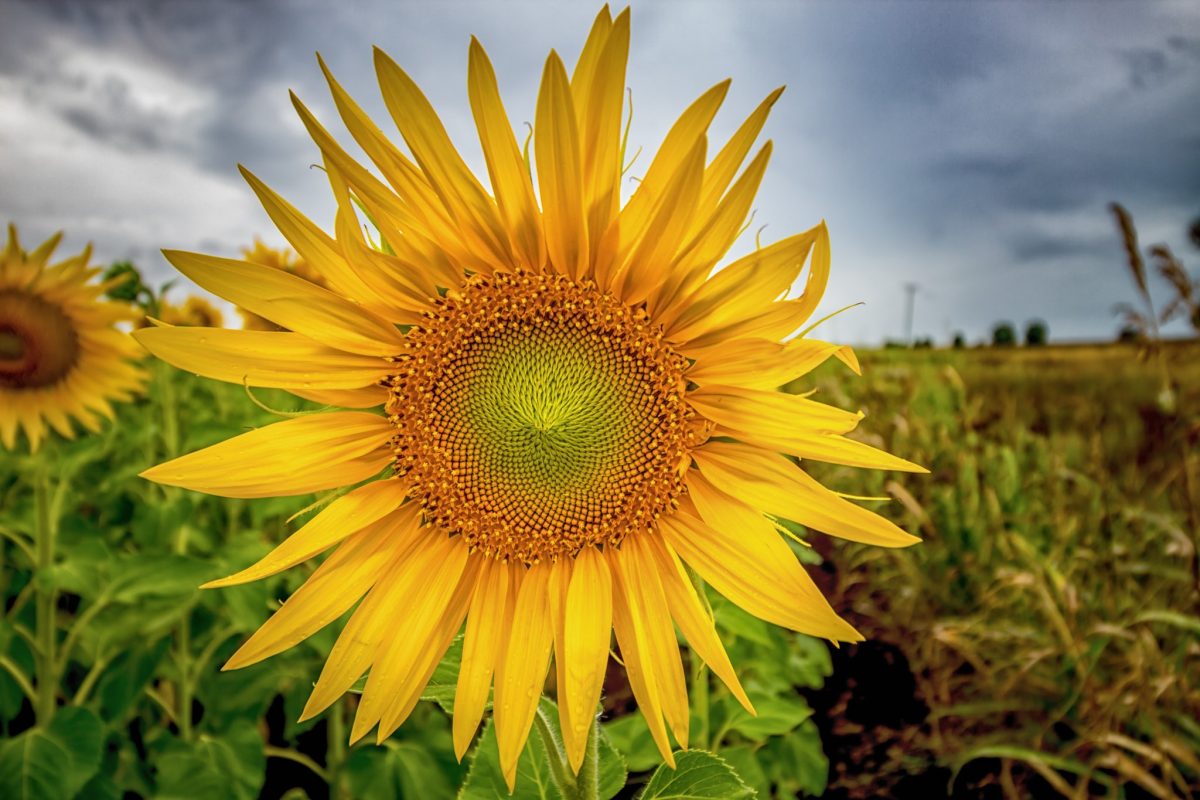 Sunflower - Stuart Photography